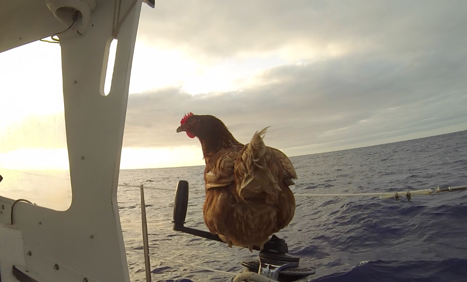 Sailor Chicken - Photo gallery from itBoat magazine
