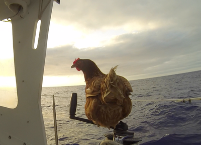 Sailor Chicken - Photo gallery from itBoat magazine